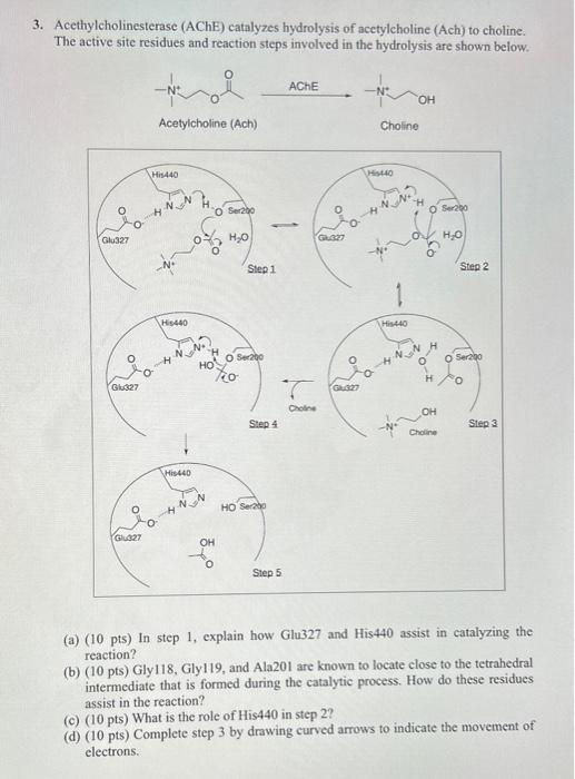 3. Acethylcholinesterase ( AChE) catalyzes hydrolysis | Chegg.com