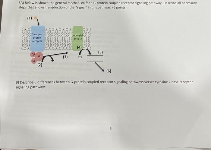 Solved 5A) Below is shown the general mechanism for a | Chegg.com