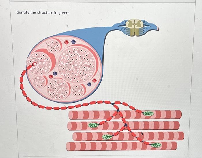 Solved Identify the structure in green: | Chegg.com