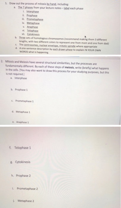 Solved 1. Draw out the process of mitosis by hand, including | Chegg.com