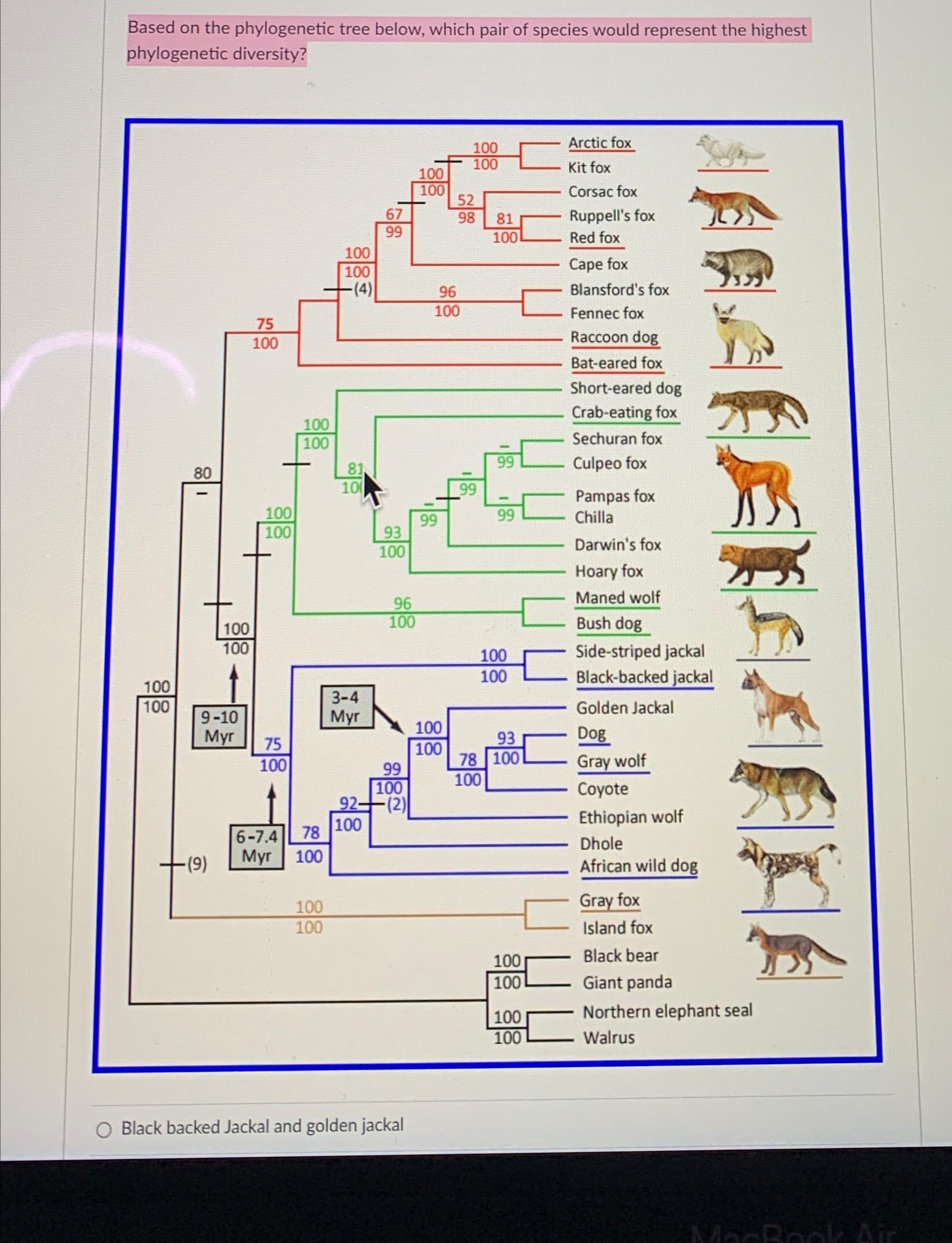 Solved Based on the phylogenetic tree below, which pair of | Chegg.com