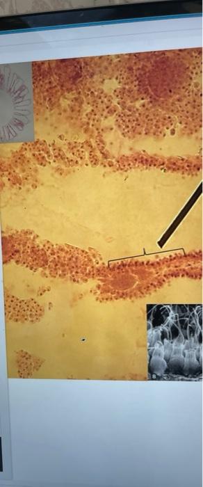 Solved Identify the cells marked with the pointer | Chegg.com