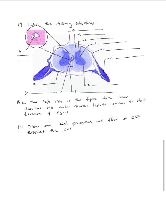 14. In the left side of the figrre abare draw Sensery | Chegg.com