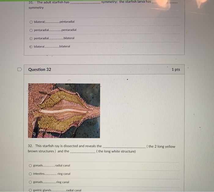 Solved symmetry: the starfish larva has 31. The adult | Chegg.com