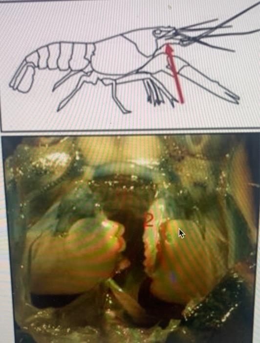 Solved Like most invertebrates, the exoskeleton ofcrayfish | Chegg.com