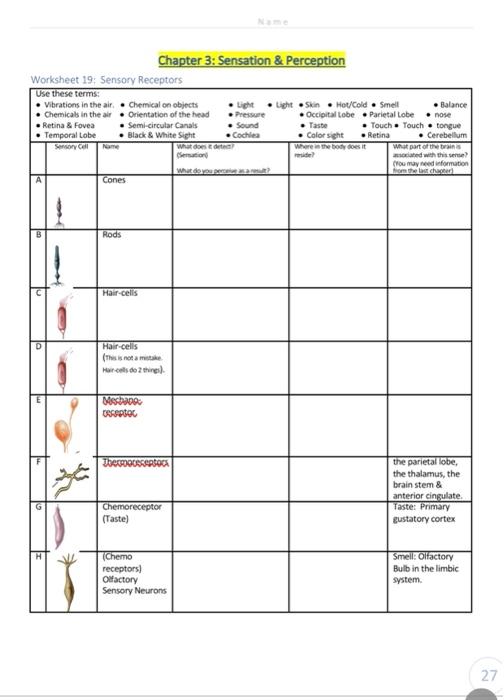 Solved Chapter 3: Sensation & Perception Worksheet 19: | Chegg.com