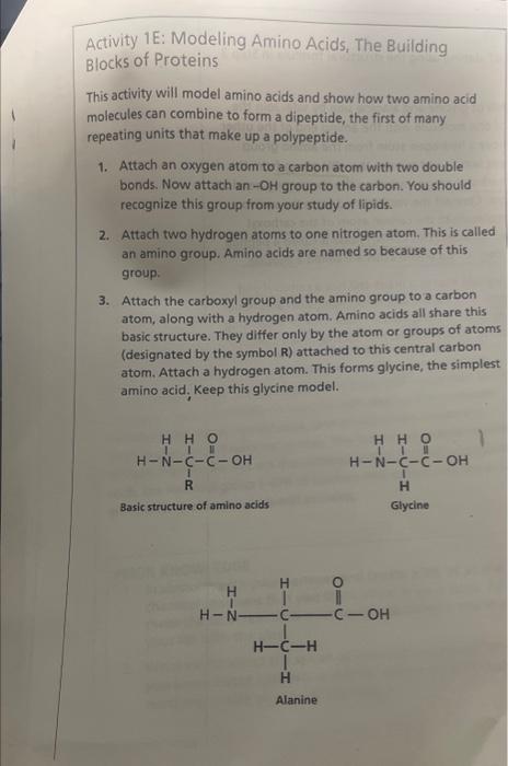 Solved Activity 1E: Modeling Amino Acids, The Building | Chegg.com