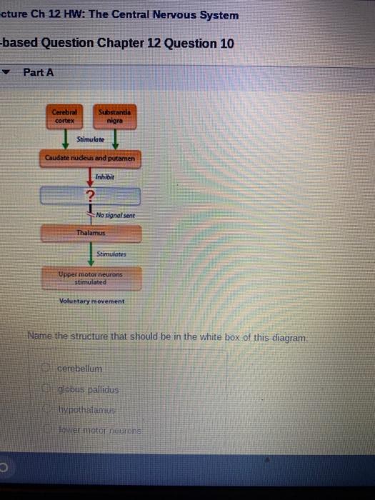 Solved cture Ch 12 HW: The Central Nervous System -based | Chegg.com