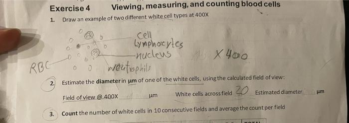 Solved Exercise 4 Viewing, measuring, and counting blood | Chegg.com