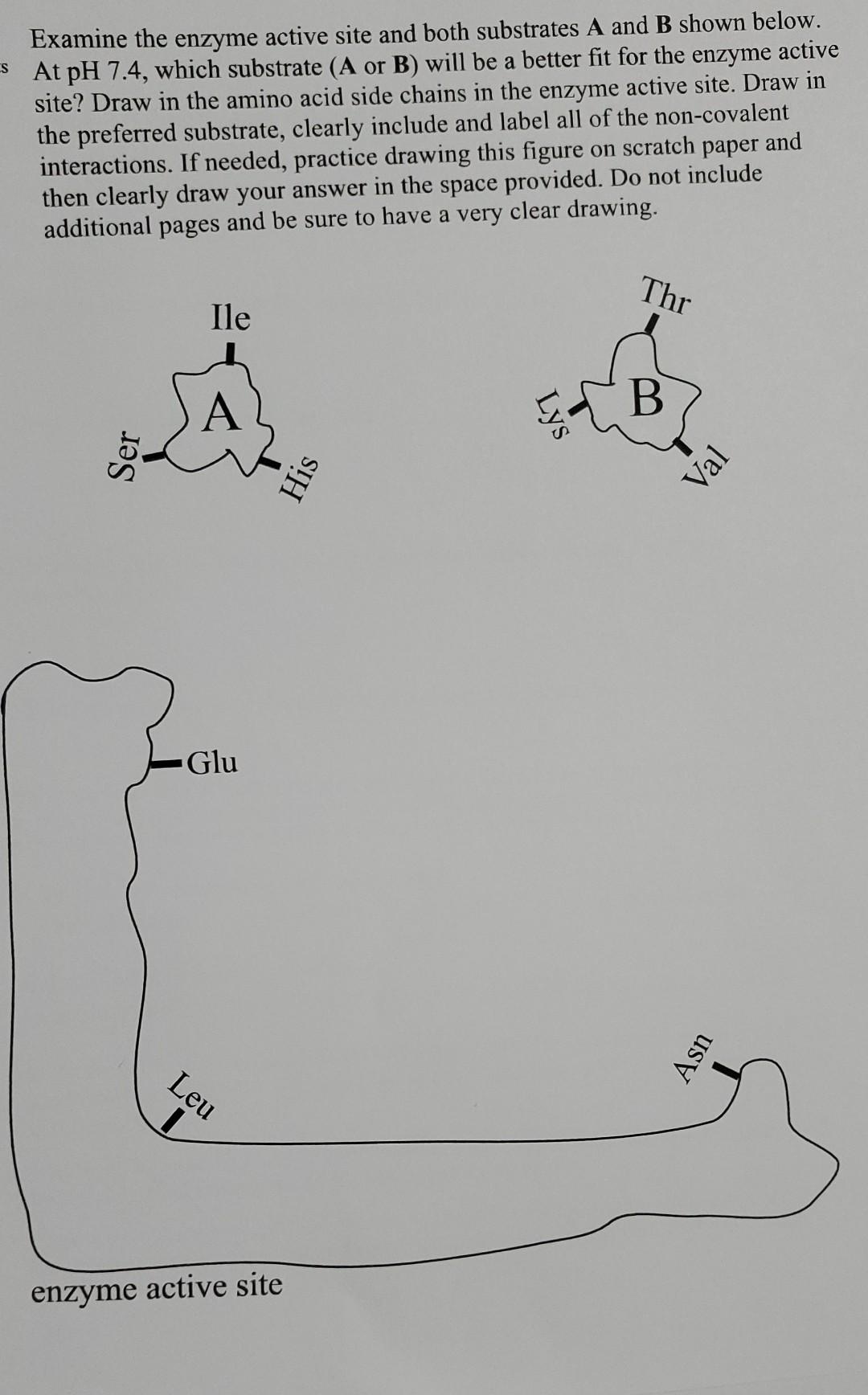 Solved Examine the enzyme active site and both substrates | Chegg.com