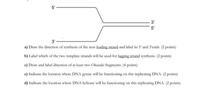 Solved a) Draw the direction of synthesis of the new leading | Chegg.com