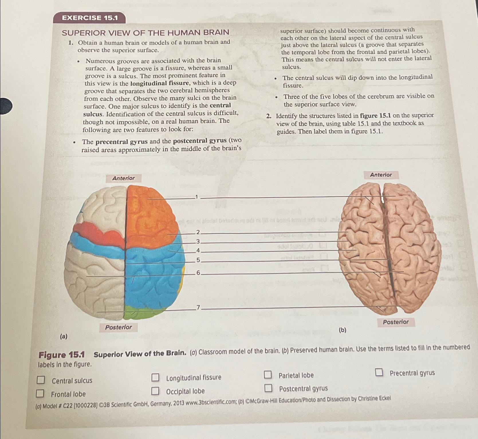 Solved EXERCISE 15.1SUPERIOR VIEW OF THE HUMAN BRAINObtain a | Chegg.com