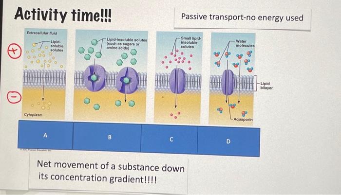 Activity timel\# Passive transport-no energy used Net | Chegg.com