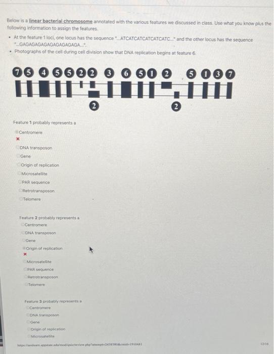 Solved Below is a linear bacterial chromosome annotated with | Chegg.com
