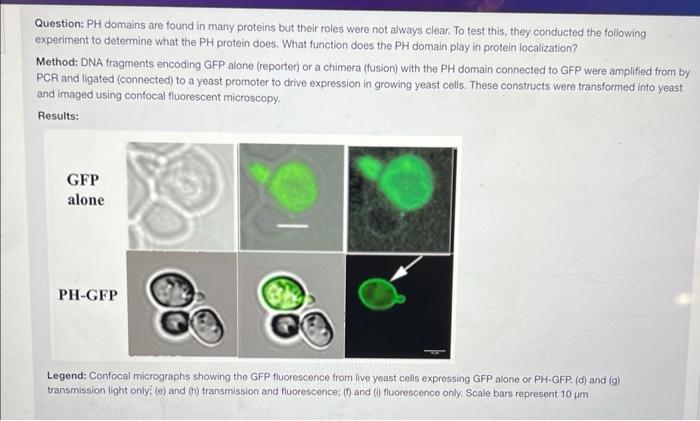 1) pose a question that this specific GFP reporter | Chegg.com