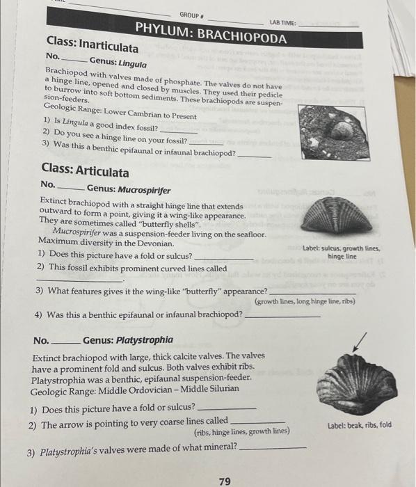 Solved No. Genus: Lingula Brachiopod with valves made of | Chegg.com