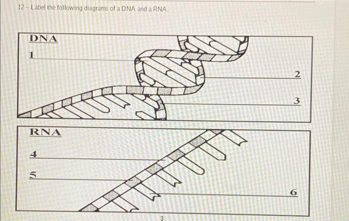 Solved 12-Label the following diagrams of a DNA and a RNA. | Chegg.com