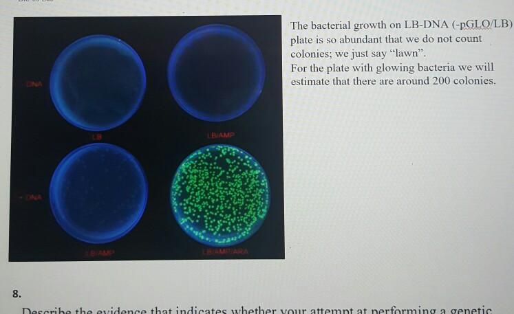 Solved a The bacterial growth on LB-DNA (-PGLO/LB) plate is | Chegg.com