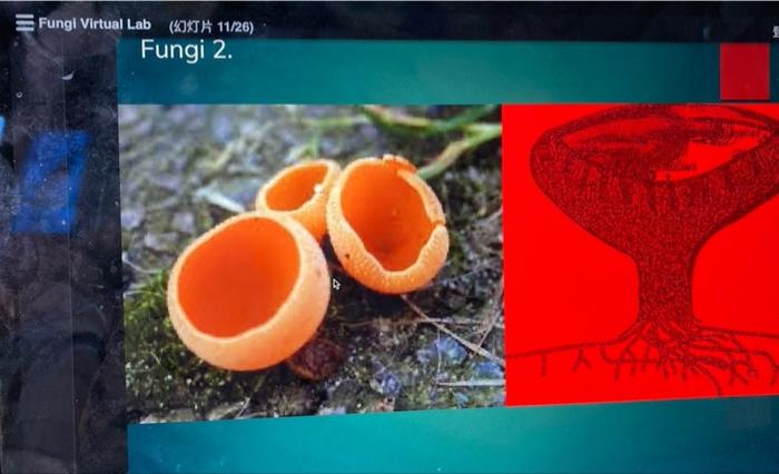 Solved Biology 152 Student Lab Guide Fungi Prior to | Chegg.com