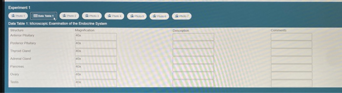 Solved Experiment1 Data Table 1: Microscopic Examination of | Chegg.com