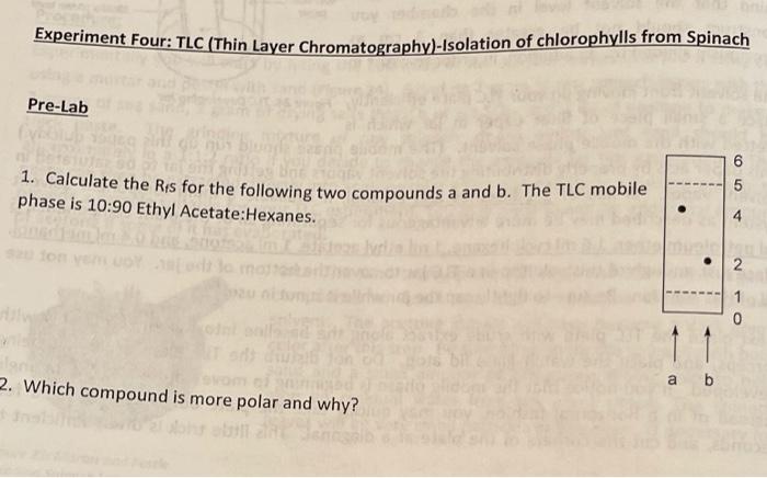 Solved Experiment Four: TLC (Thin Layer | Chegg.com