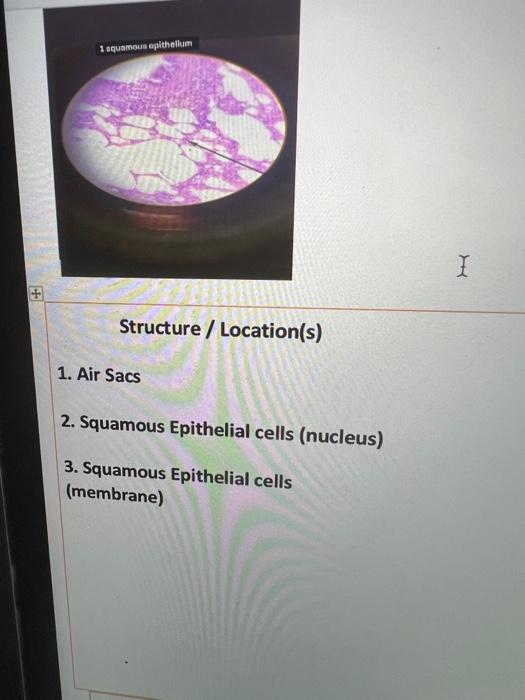 Structure / Location(s) 1. Air Sacs 2. Squamous | Chegg.com