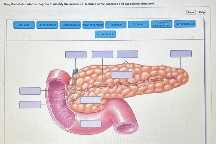 Solved Drag the labels onto the diagram to identify the | Chegg.com