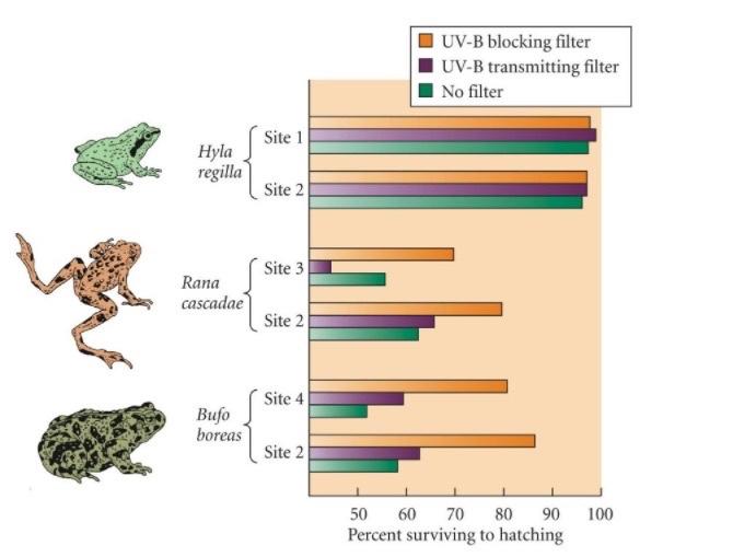 Solved what can you inferr from hyla regilla comparing the | Chegg.com