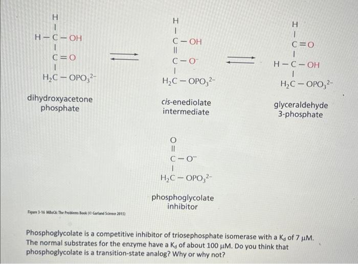 Solved 6. The enzyme triosephosphate isomerase catalyzes the | Chegg.com