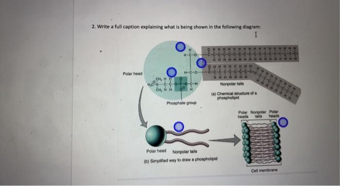 Solved 2. Write a full caption explaining what is being | Chegg.com
