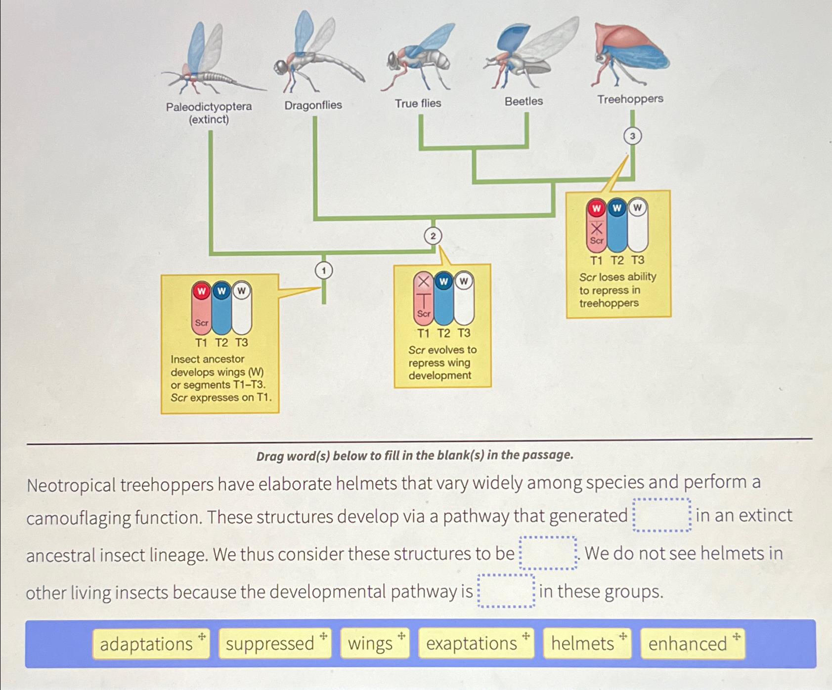 Solved Paleodictyoptera DragonfliesBeetles (extinct)True | Chegg.com