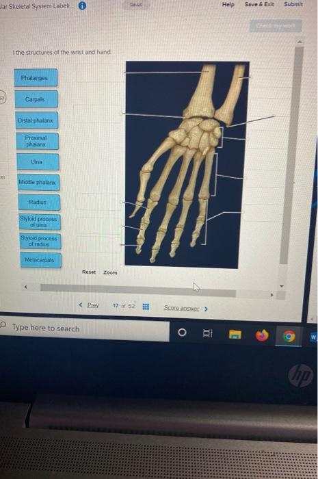 Solved elar Skeletal System Labelt Help Save & Ext Submit I | Chegg.com
