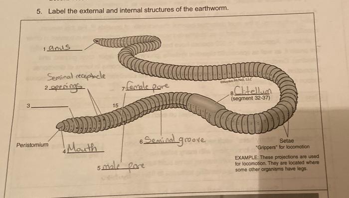Solved 5. Label the external and internal structures of the | Chegg.com