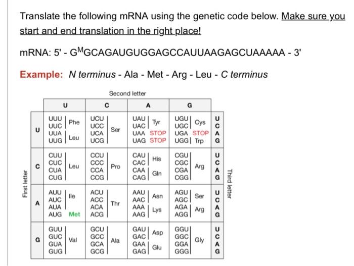 Solved Translate the following mRNA using the genetic code | Chegg.com
