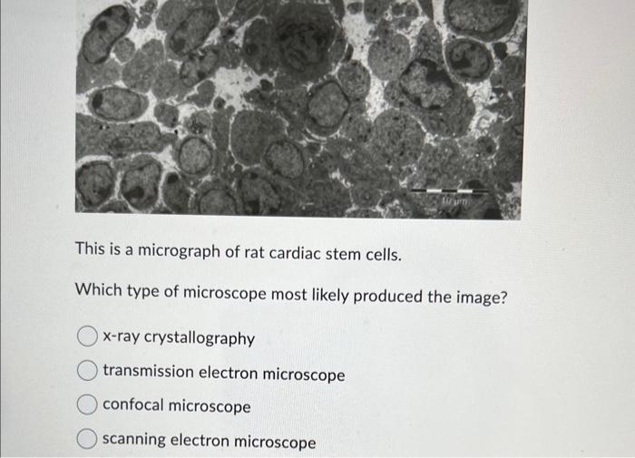 Solved This is a micrograph of rat cardiac stem cells. Which | Chegg.com