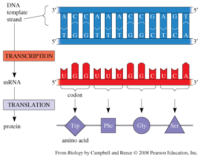 Solved Before a molecule of mRNA can be translated into a | Chegg.com