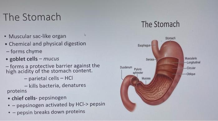 Solved Stomach---Storage and digestion Stomach Esophagus | Chegg.com