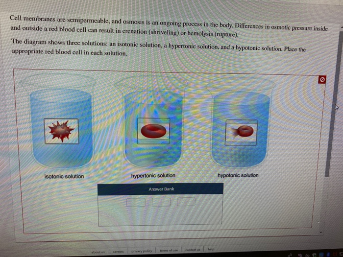 Solved Cell membranes are semipermeable, and osmosis is an | Chegg.com