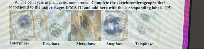 Solved D. The cell cycle in animal cells: whitefish | Chegg.com