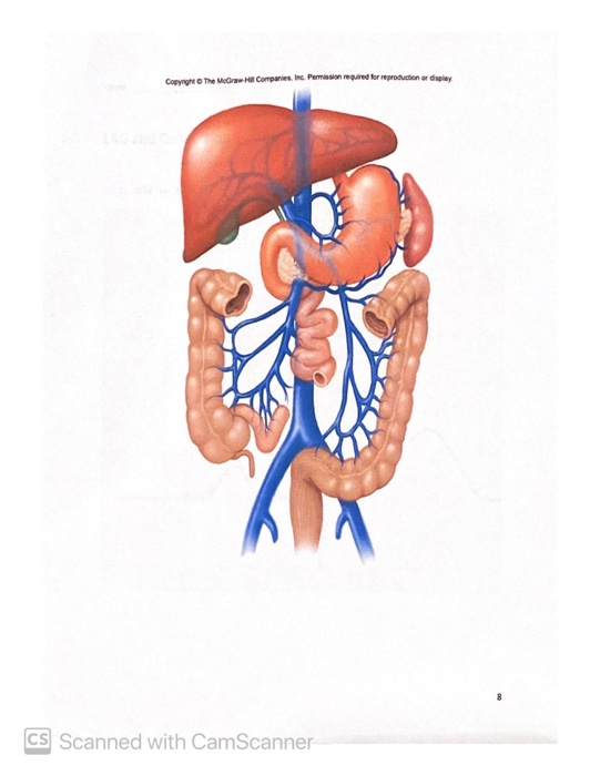 Solved 2. Label the major blood vessels. 2 CS Scanned with | Chegg.com