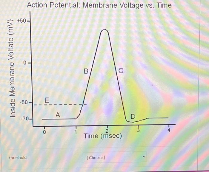 Solved Action Potential: Membrane Voltage vs. Time +50 0 | Chegg.com