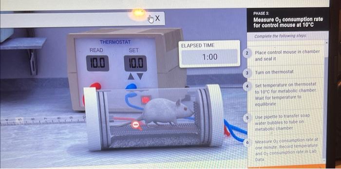 Solved PHASE 3 BX Measure Oz consumption rate for control | Chegg.com