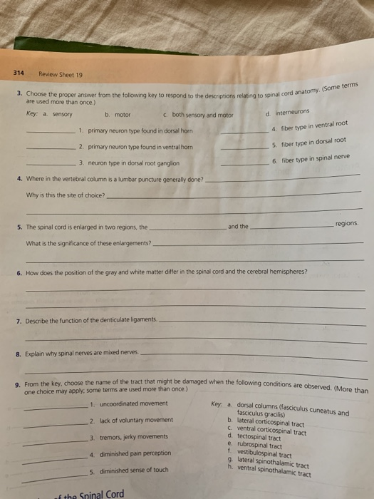 Solved 314 Review Sheet 19 to spinal cord anatomy. (Some | Chegg.com