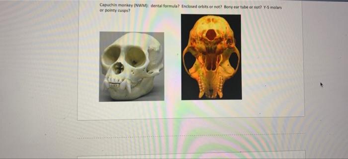 Solved STATION 2 Examine the dental arcade of the primates | Chegg.com