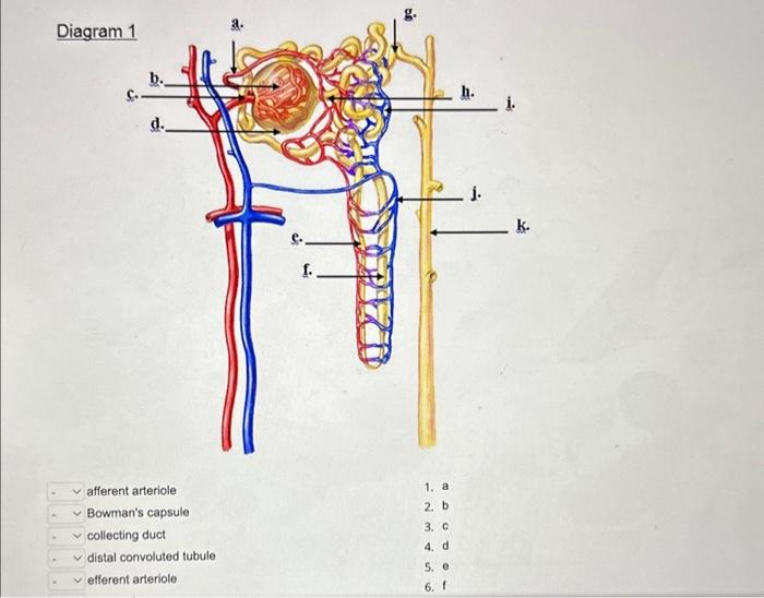 afferent arteriole Bowman's capsule collecting duct | Chegg.com