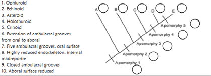 Solved Using this data:Fill in this cladogram:Please explain | Chegg.com
