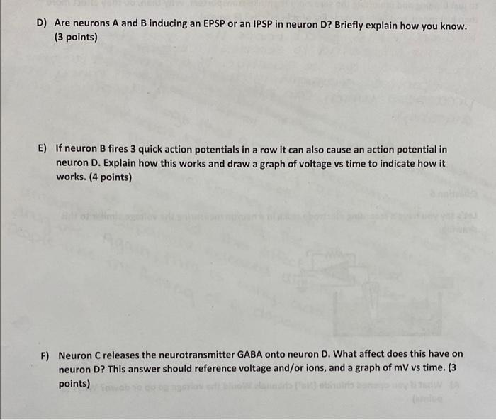 Solved Question 3D) Are neurons A and B inducing an EPSP or | Chegg.com