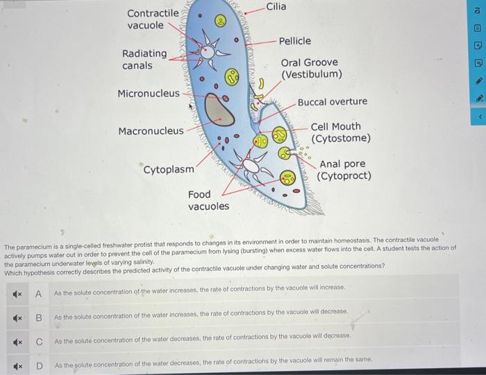 Solved The paramecium is a single-celled freshwater protist | Chegg.com