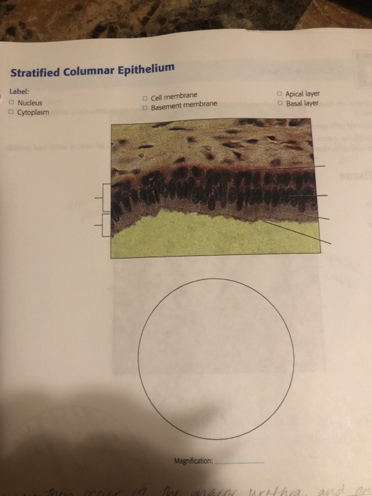Solved Stratified Columnar Epithelium Label: Nucleus | Chegg.com
