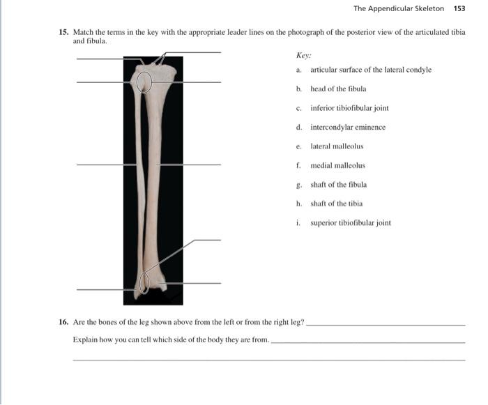 Solved The Appendicular Skeleton 153 15. Match the terms in | Chegg.com